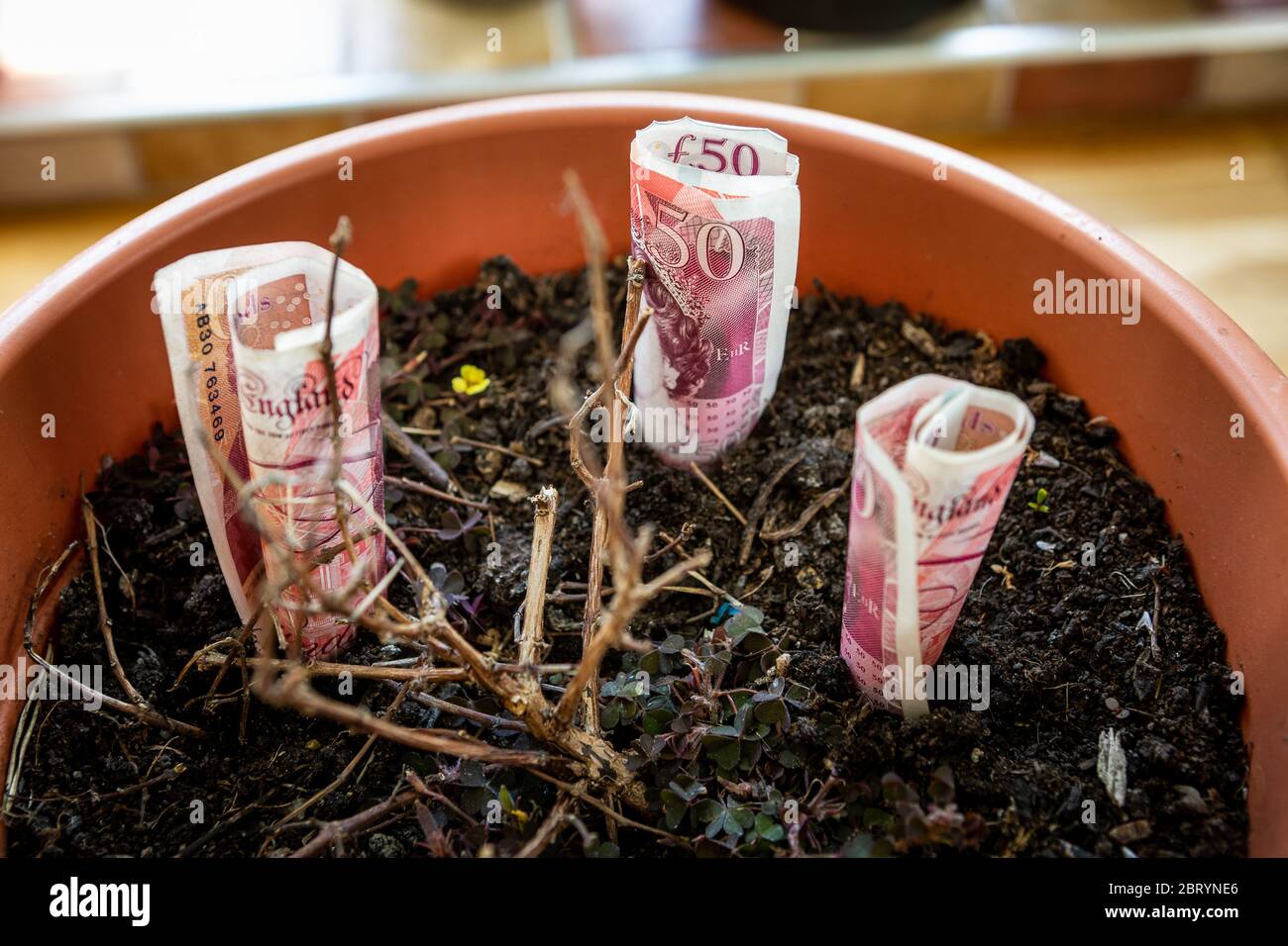 Money growing in a plant pot, fifty pound notes growing in soil Stock ...