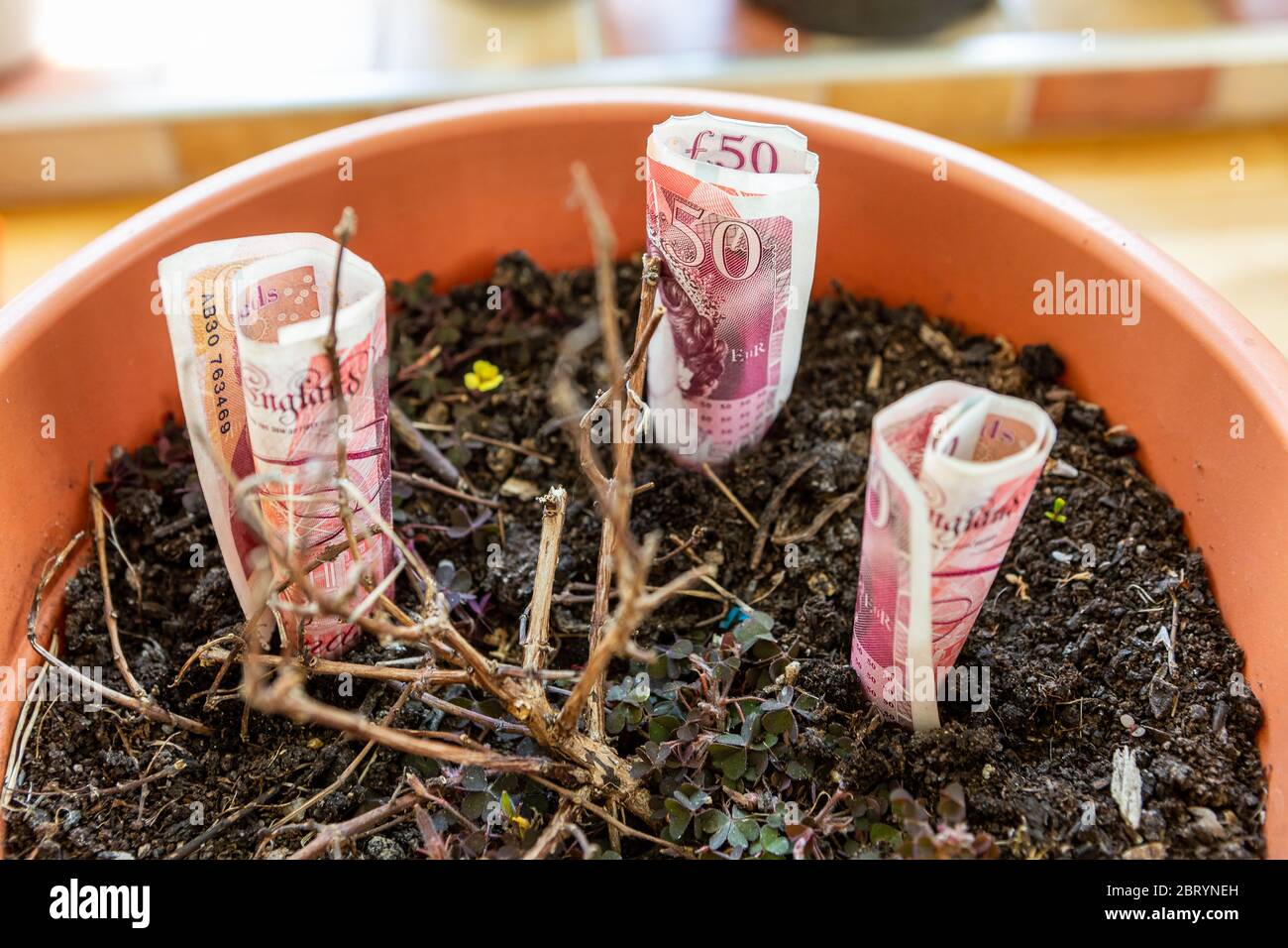 Money growing in a plant pot, fifty pound notes growing in soil Stock ...