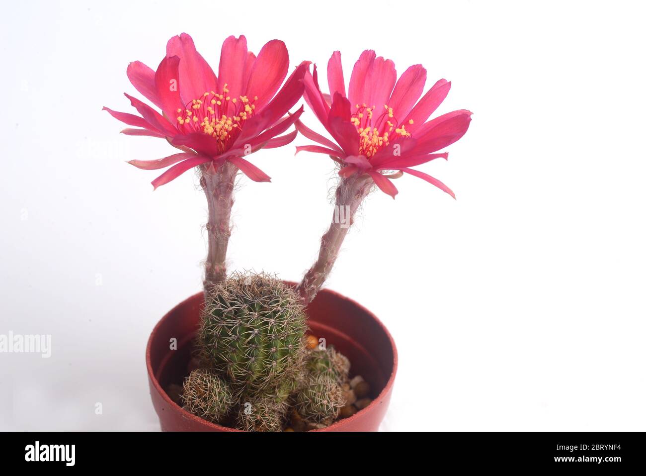Blooming red flower of Lobivia cactus on white background with copy ...