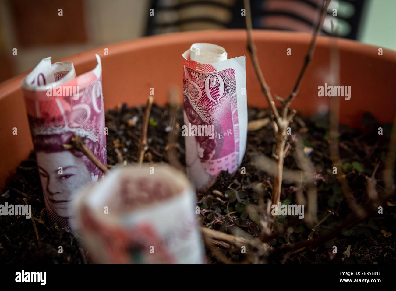 Money growing in a plant pot, fifty pound notes growing in soil Stock ...