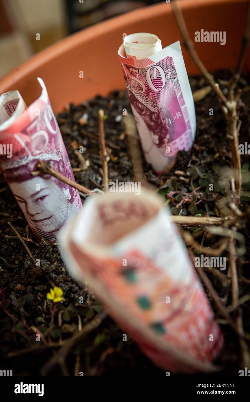 Money growing in a plant pot, fifty pound notes growing in soil Stock ...