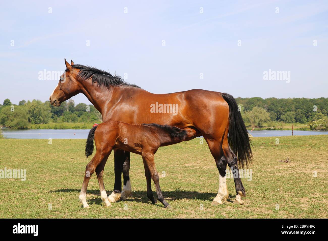 Horse sucking hi-res stock photography and images - Alamy