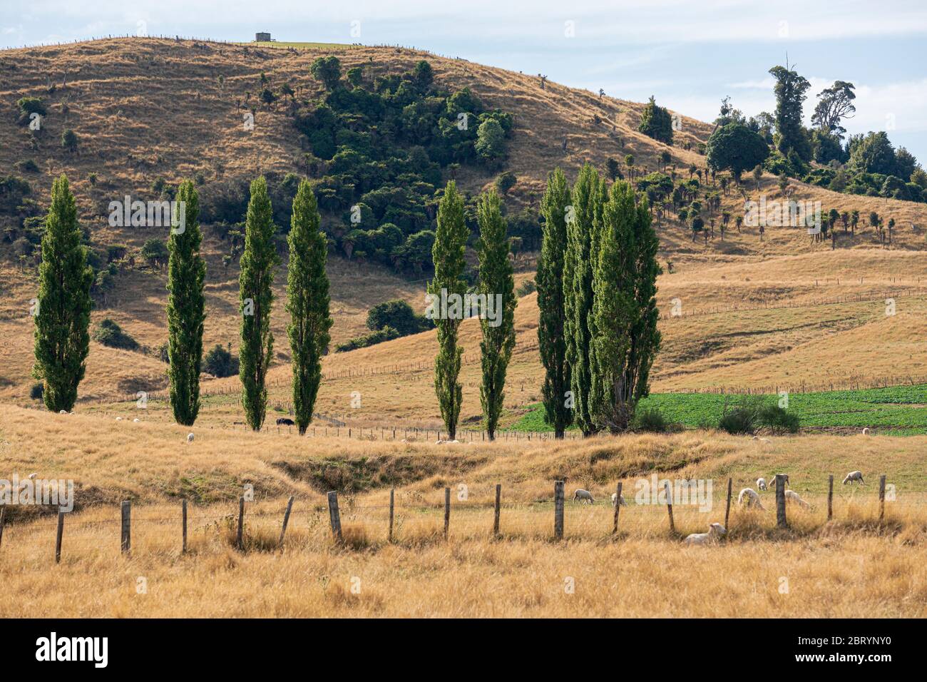 Rural landscape near Ohakune, Manawatu-Whanganui, North Island, New ...