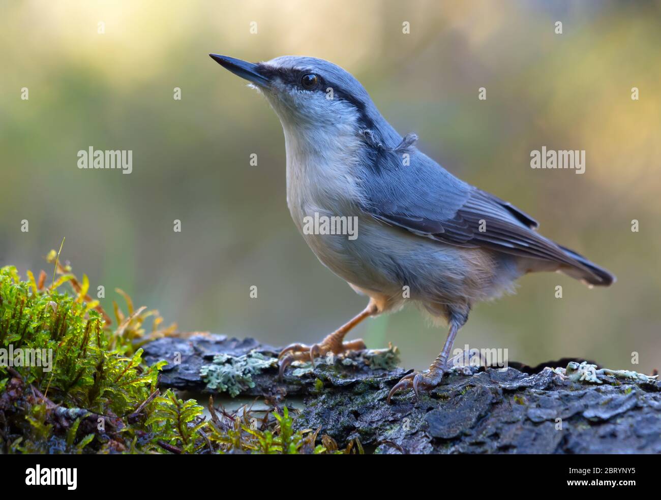 Adult Eurasian nuthatch (sitta europaea) stands straight on an old tree ...