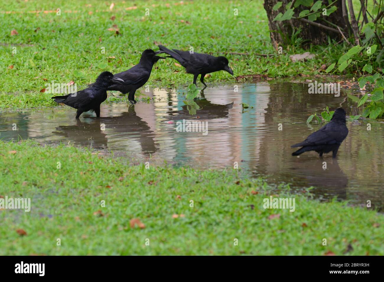 Crow Drinking Water High Resolution Stock Photography and Images - Alamy
