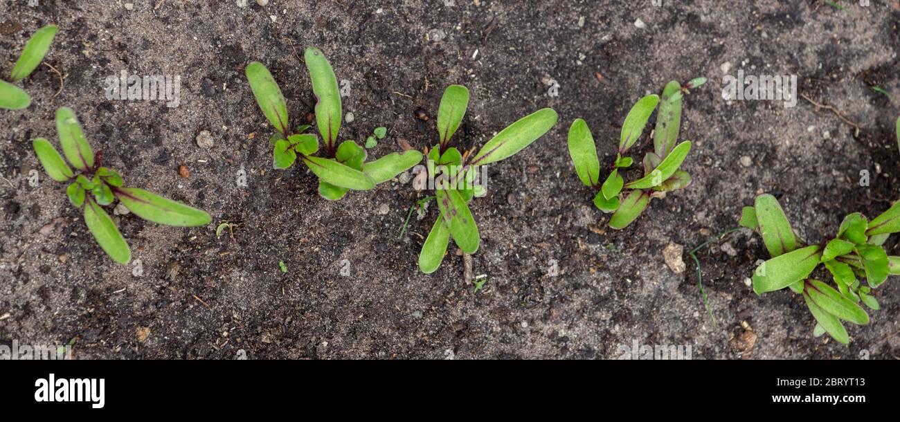 Small beetroot seedlings in the vegetable garden Stock Photo - Alamy