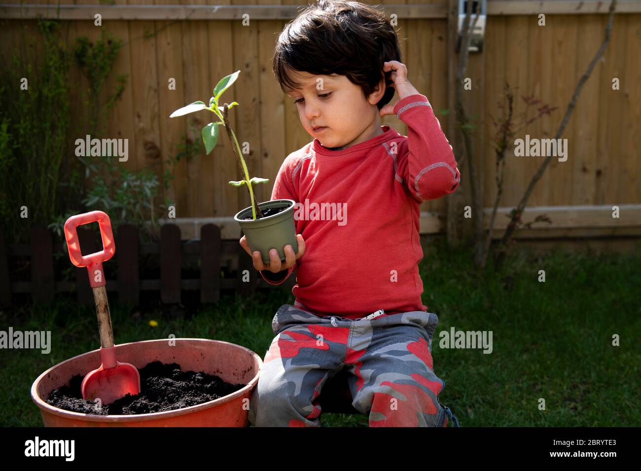 A young boy in a garden planting a sunflower seedling in a plant pot ...