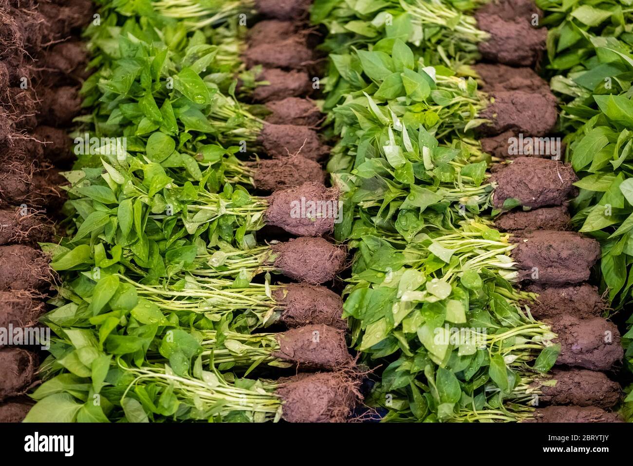Close up of green pepper seedlings with roots ready for plantation sold ...