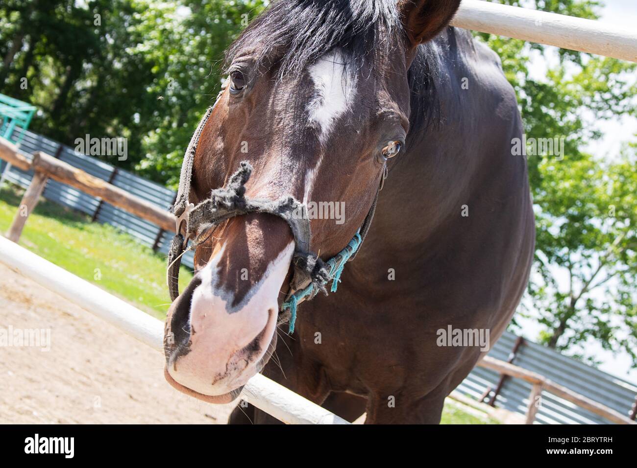 Red foal with long mane in ranch, no saddle Stock Photo - Alamy