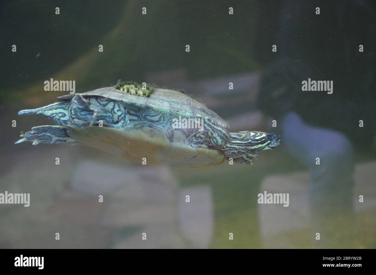 Plastic straw sea turtle hi-res stock photography and images - Alamy