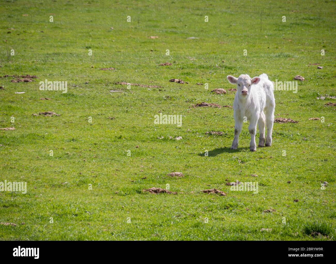 Ternero de vaca hi-res stock photography and images - Alamy