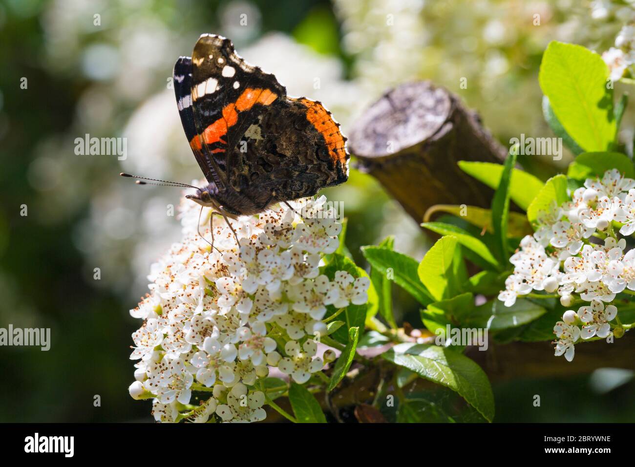 Butterfly on pyracantha hi-res stock photography and images - Alamy