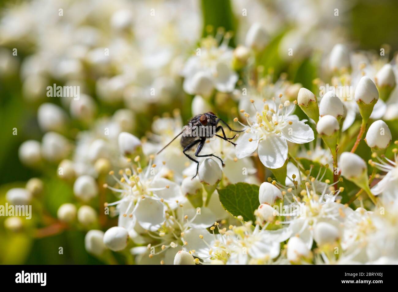 Fly on pyracantha hi-res stock photography and images - Alamy