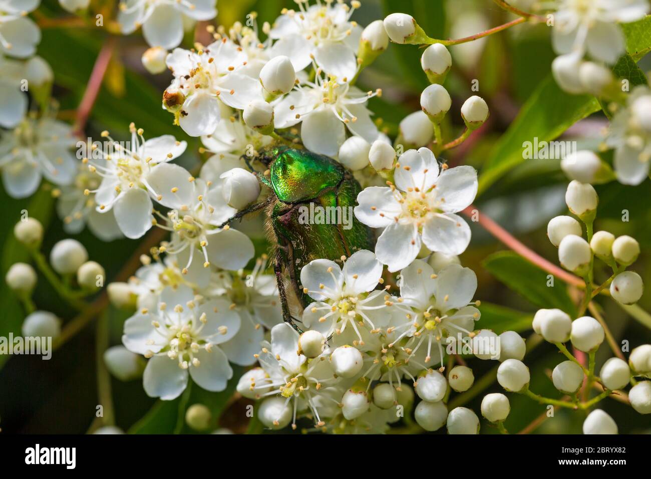 Rose chafer on pyracantha blossom hi-res stock photography and images ...