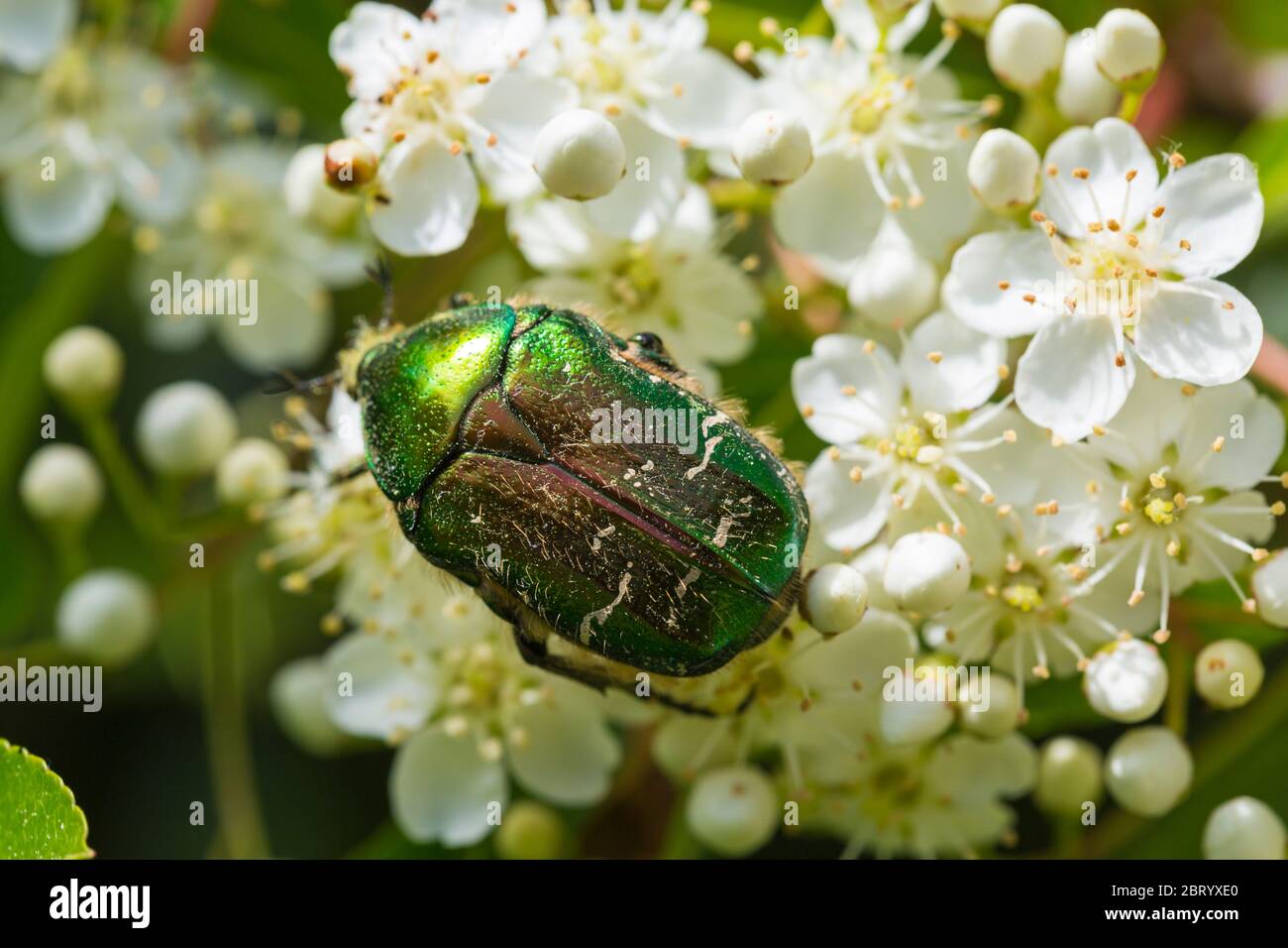 Rose chafer on pyracantha blossom hi-res stock photography and images ...