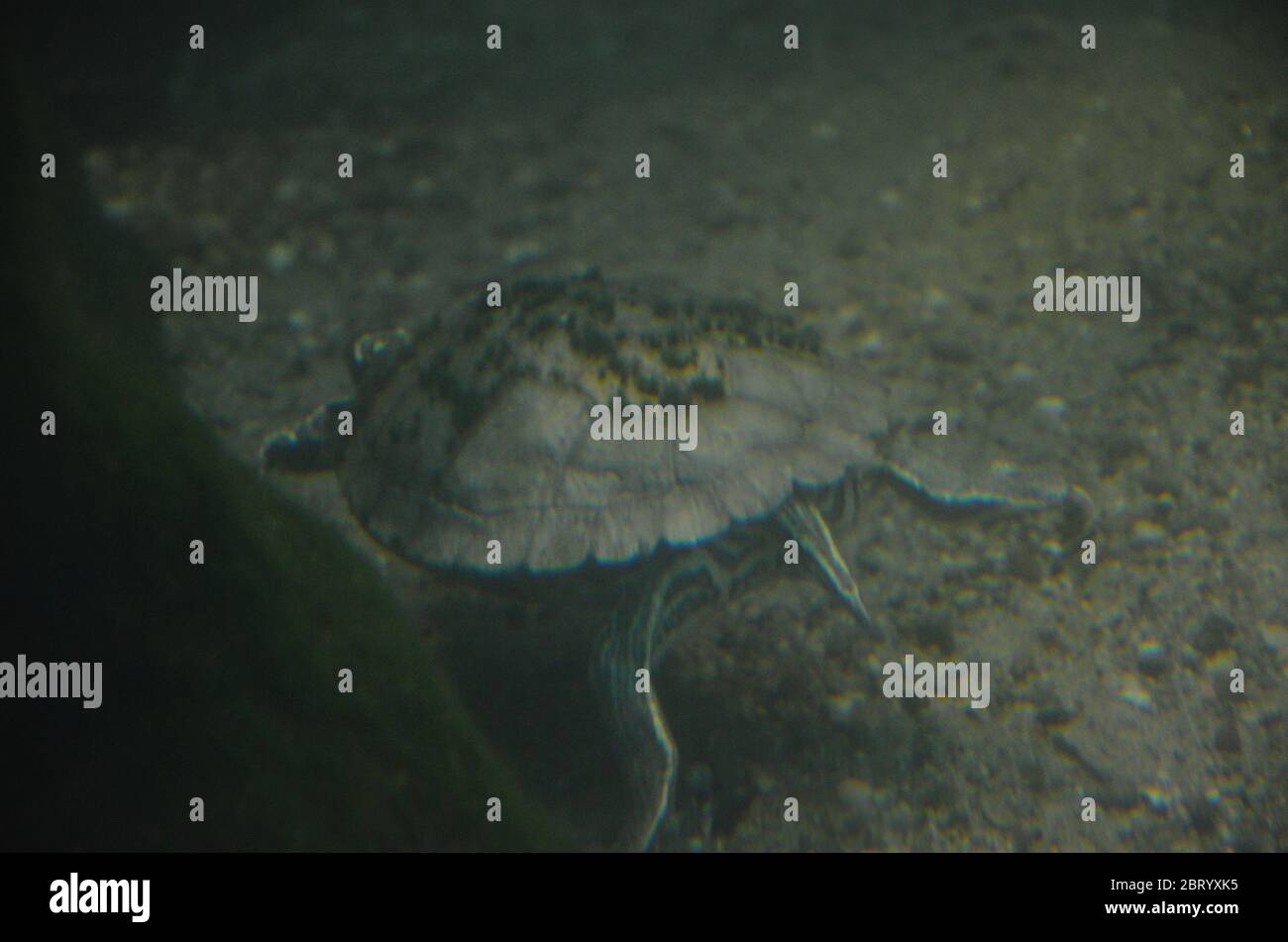 A Turtle, a Berlin aquarium, Germany Stock Photo - Alamy