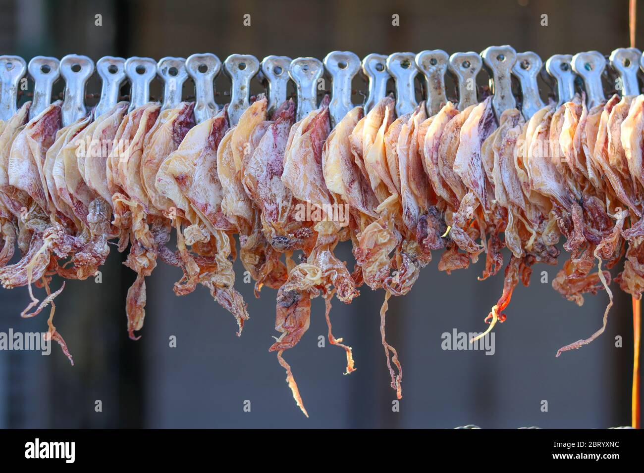 The dried squid are clamped on the drying rack. Dried squid dried on ...