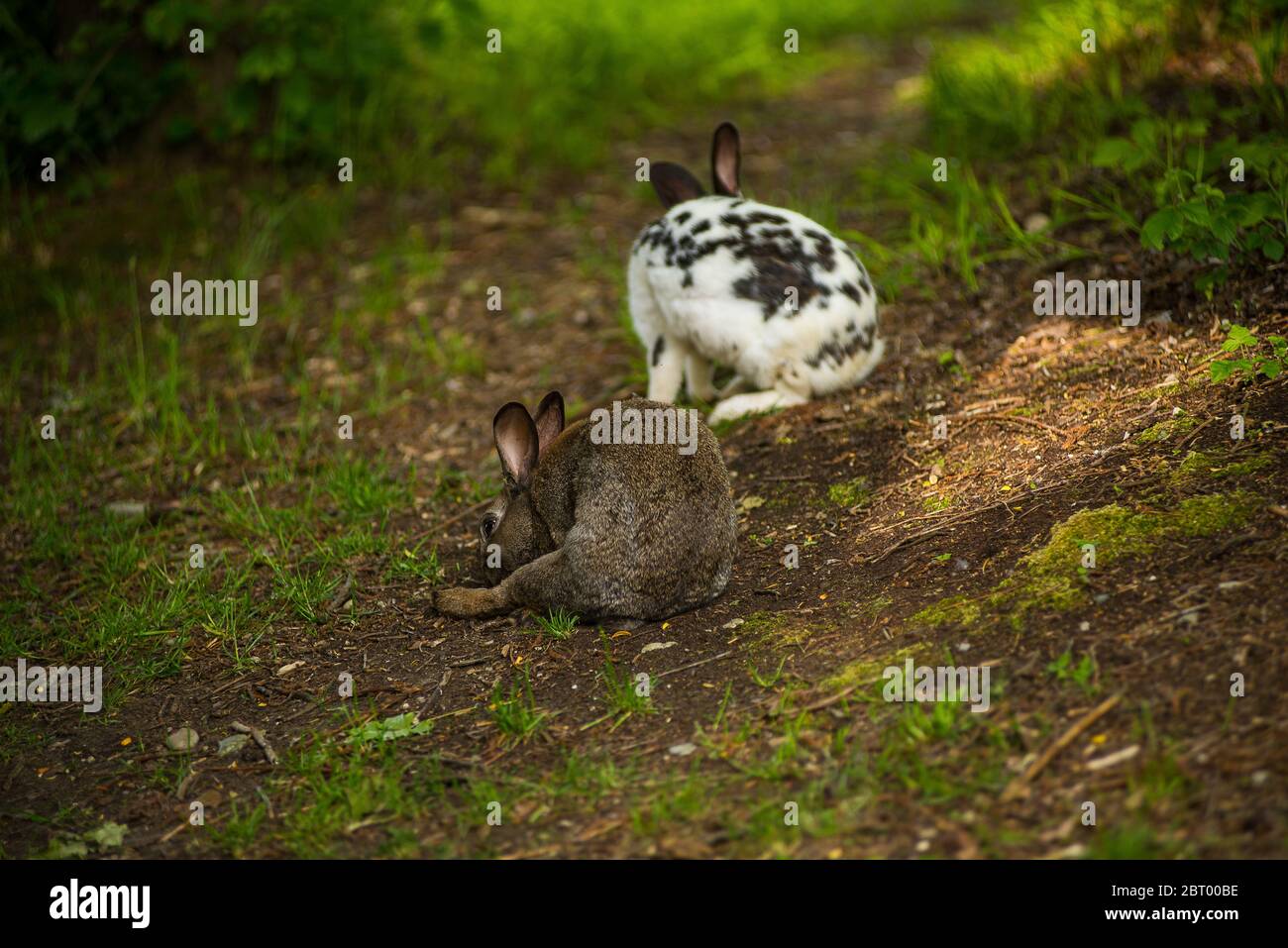A brown rabbit sits on the grass by a path in the forest with a spotted ...