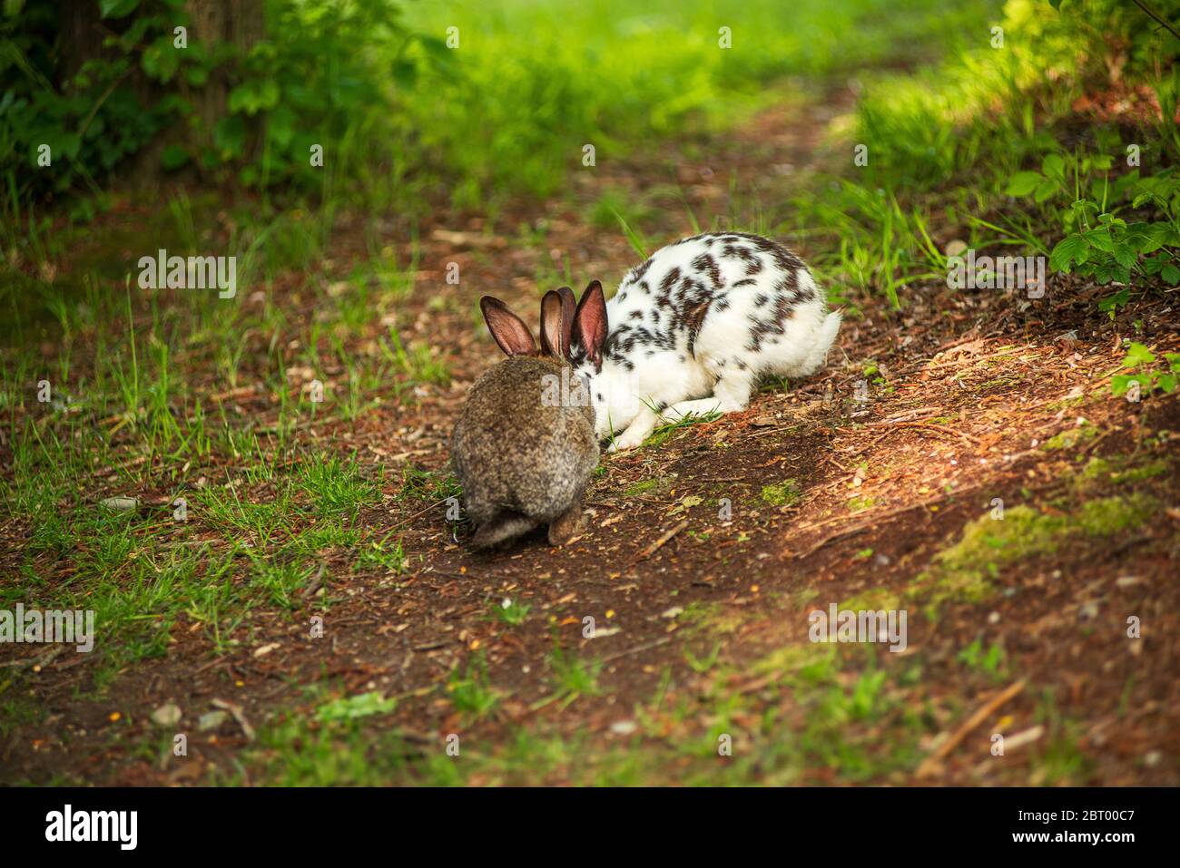 Cuddle rabbits hi-res stock photography and images - Alamy