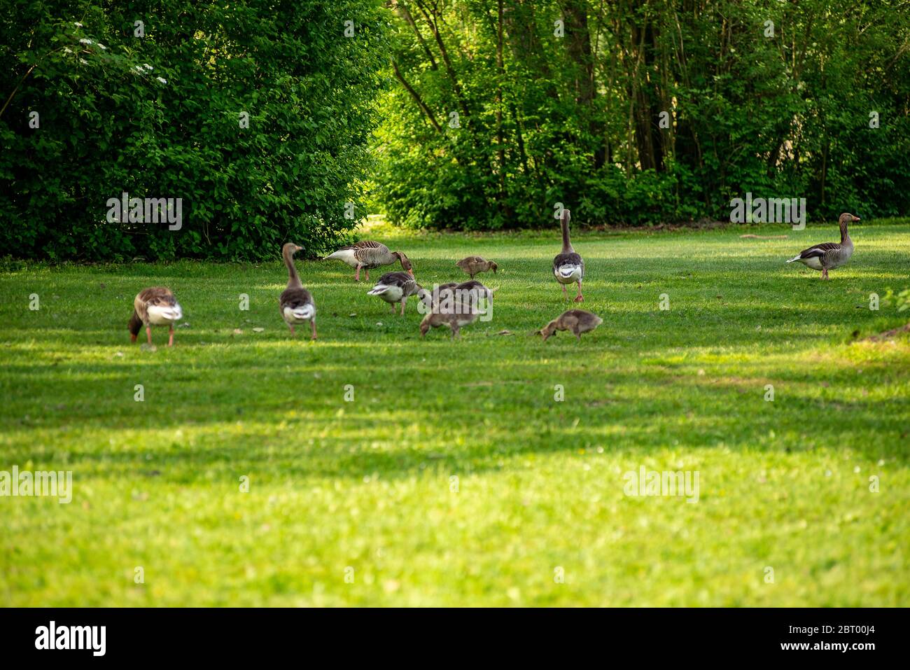 Two wild geese foraging on hi-res stock photography and images - Alamy