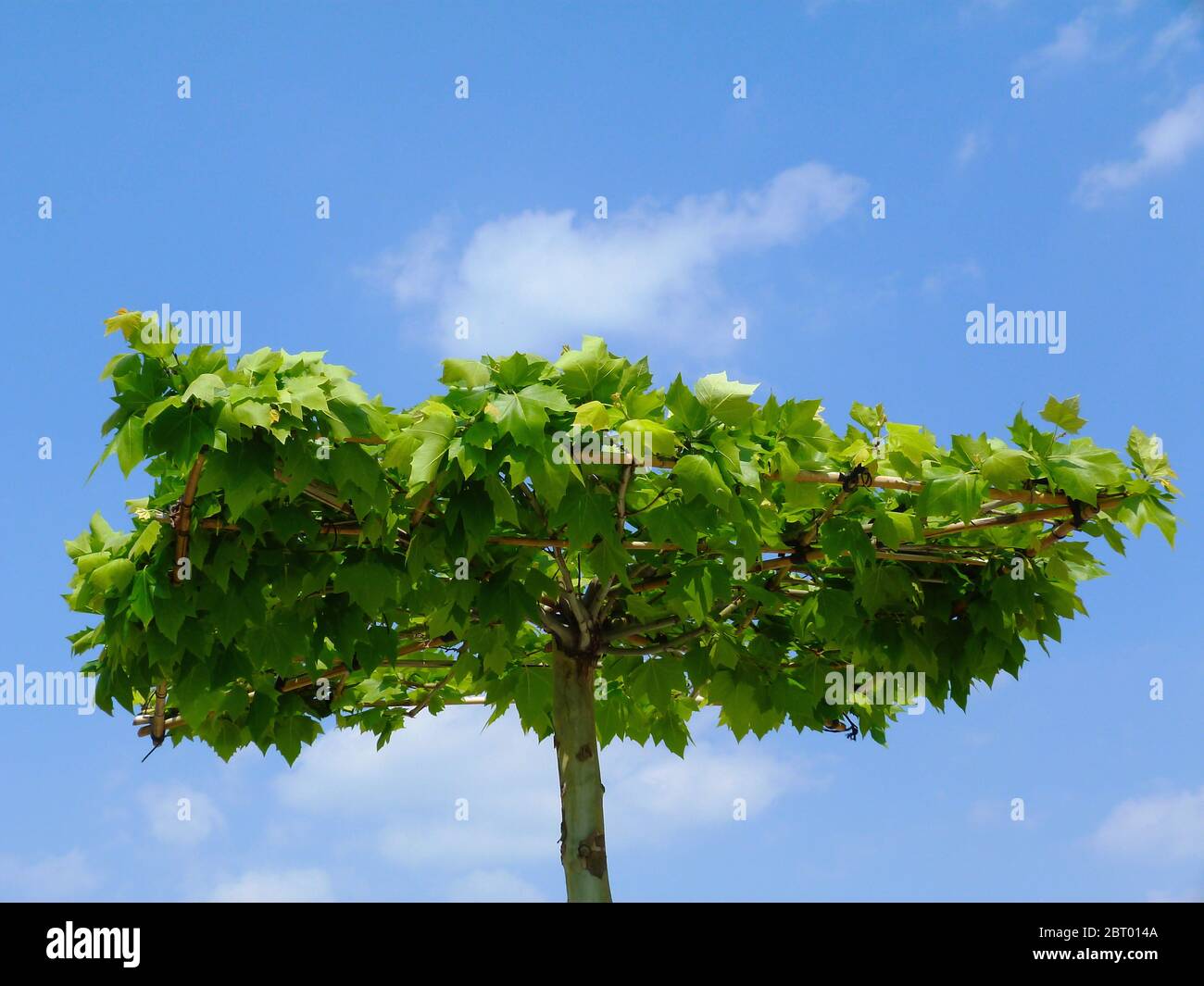 Isolated small Sycamore Maple tree with square bamboo frame support ...