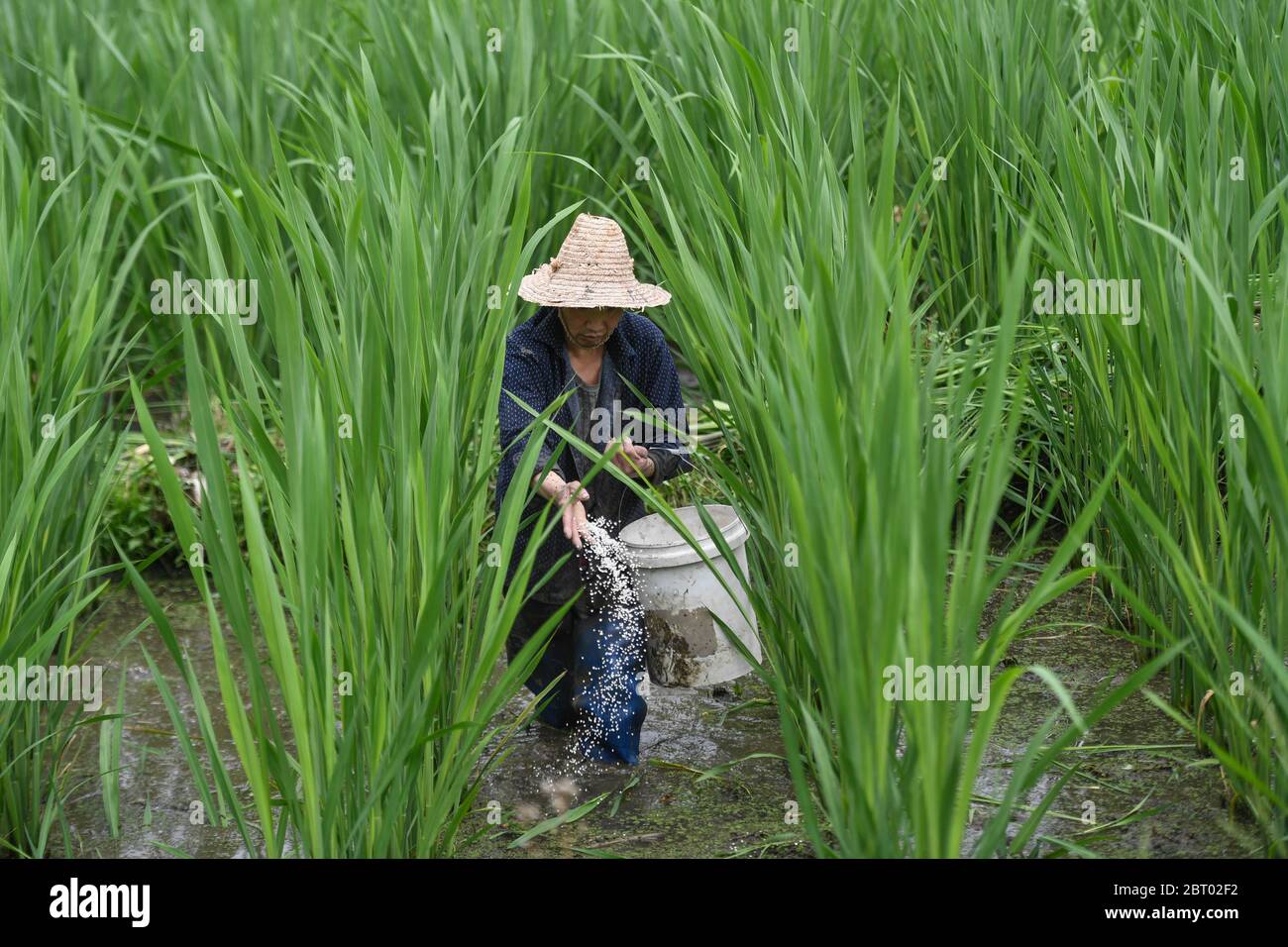 Rice stem hi-res stock photography and images - Alamy