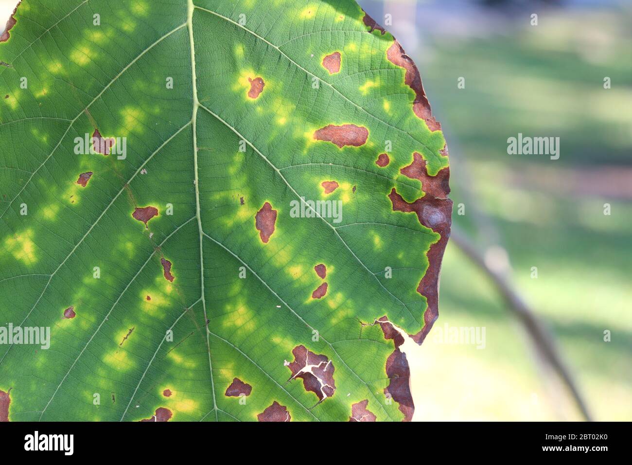 Teak leaves with dry and yellow patches caused by lack of nutrients in ...