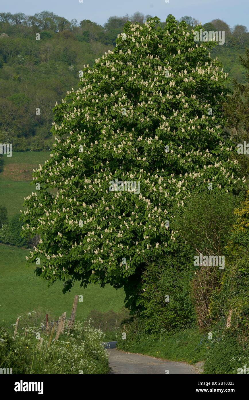 Lush green fields of the Woolley Valley, an Area of Outstanding Natural ...