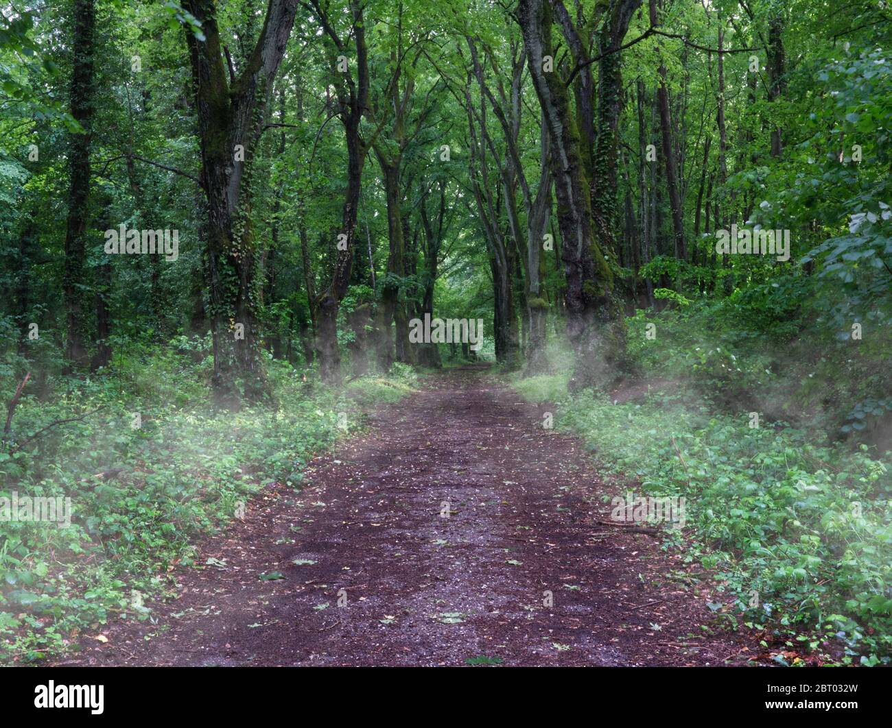 Follow the path in the forest to reach the escape, a gloomy atmosphere ...