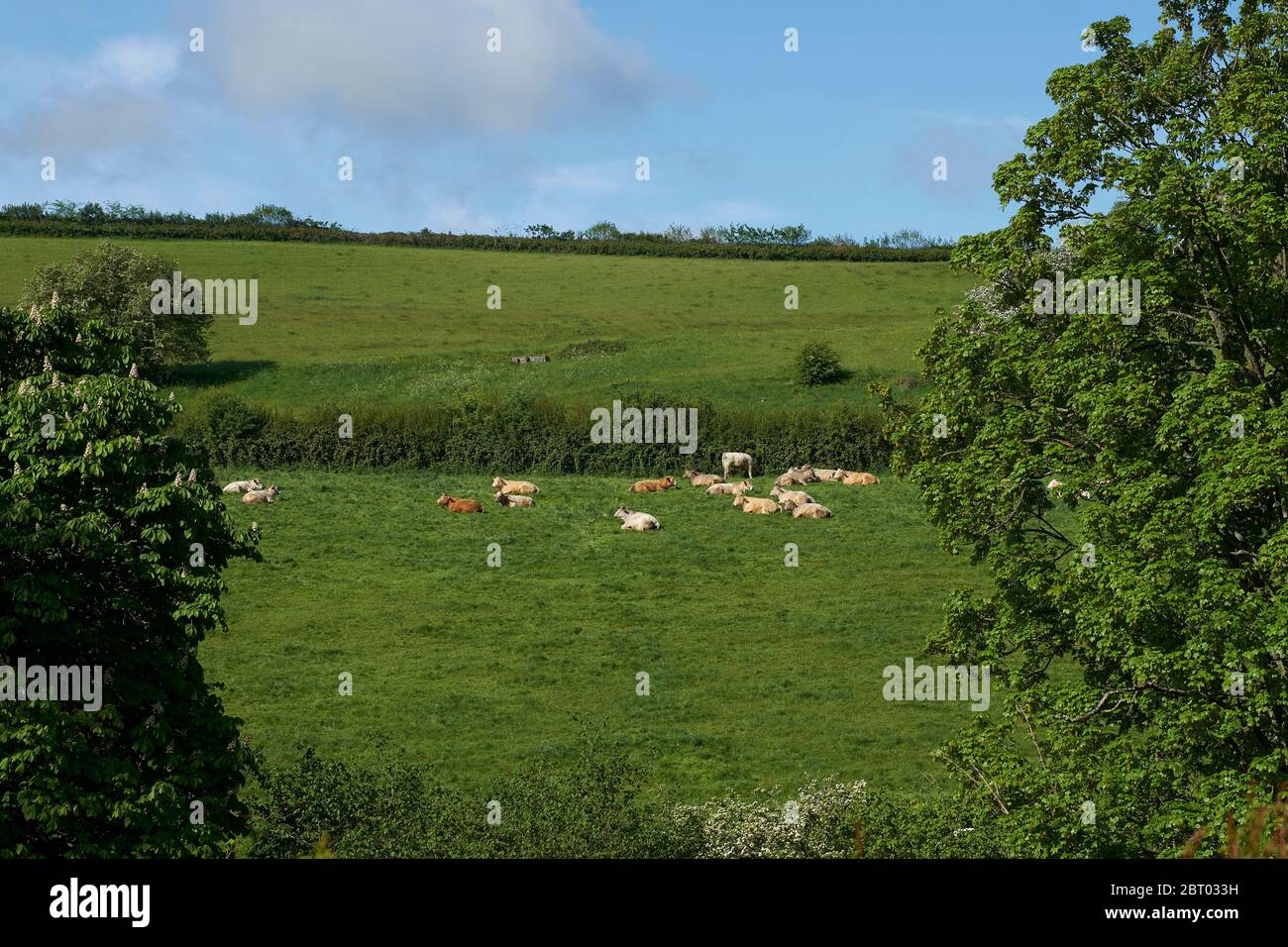 Cattle in lush green fields of the Woolley Valley, an Area of ...