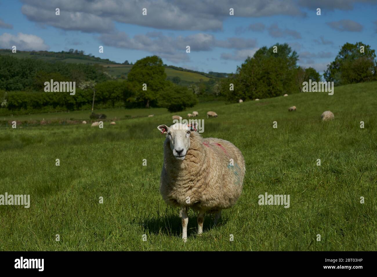 Sheep and lambs in lush green fields of the Woolley Valley, an Area of ...