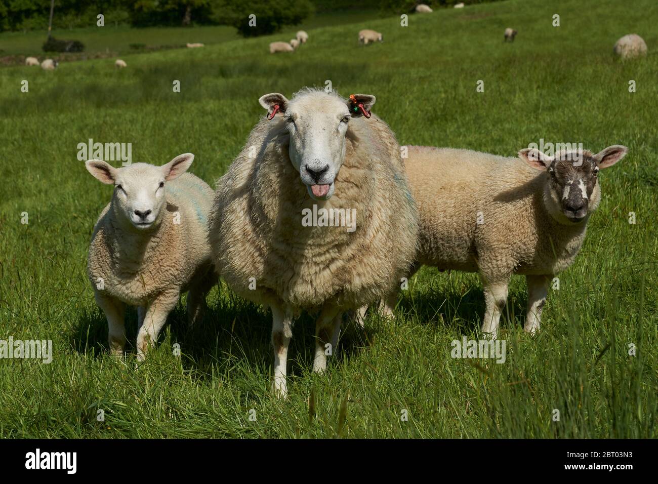 Valley spring bath somerset hi-res stock photography and images - Alamy
