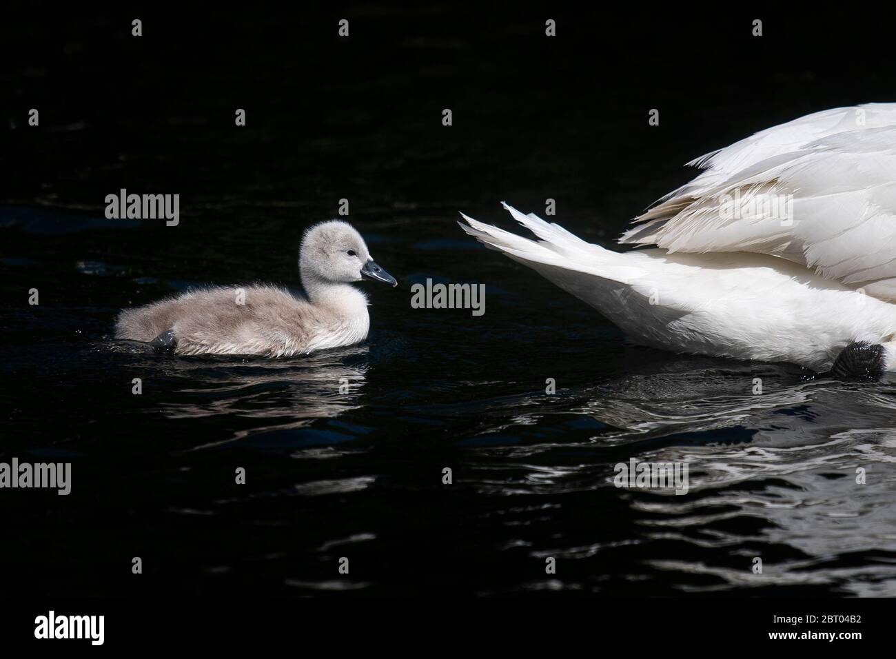 A cygnet follows its mother during the hot weather on the River Thames ...
