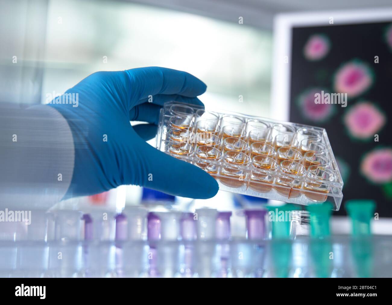 Biomedical Research, Scientist preparing a multi well plate for ...