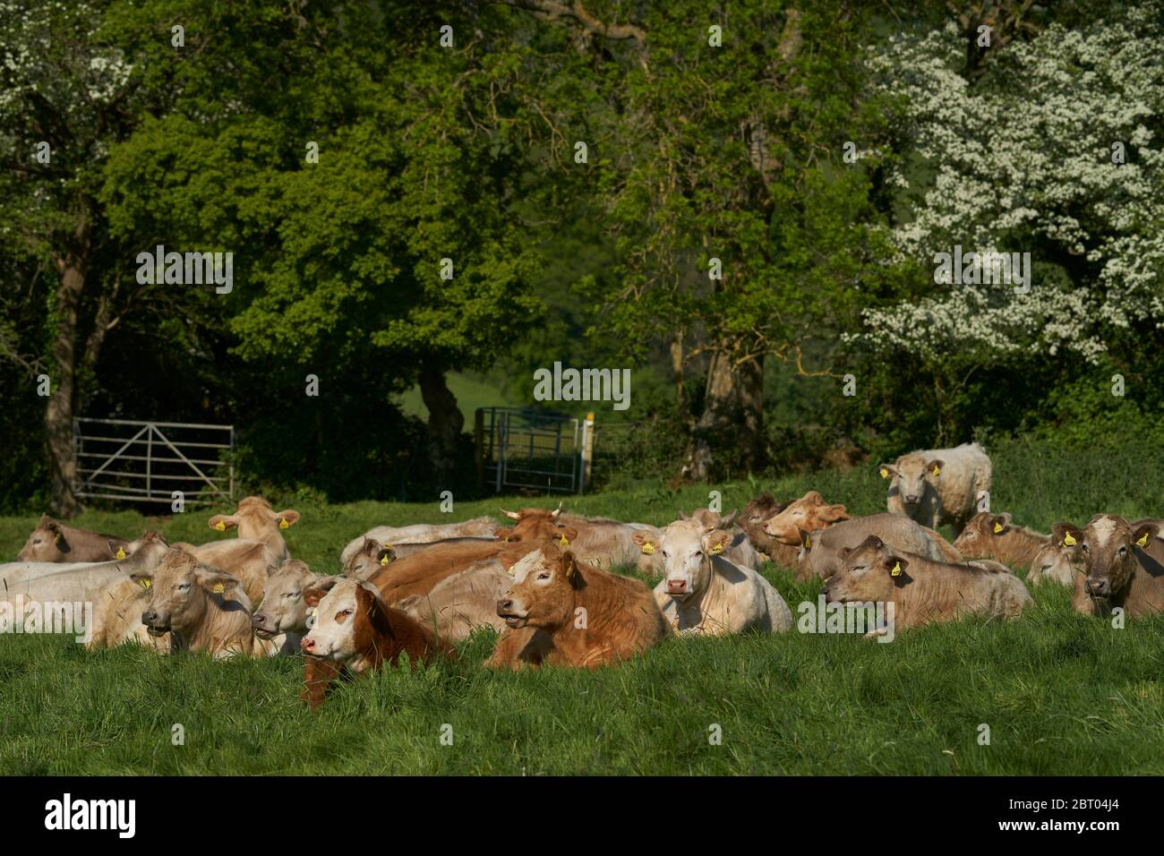Cattle in lush green fields of the Woolley Valley, an Area of ...
