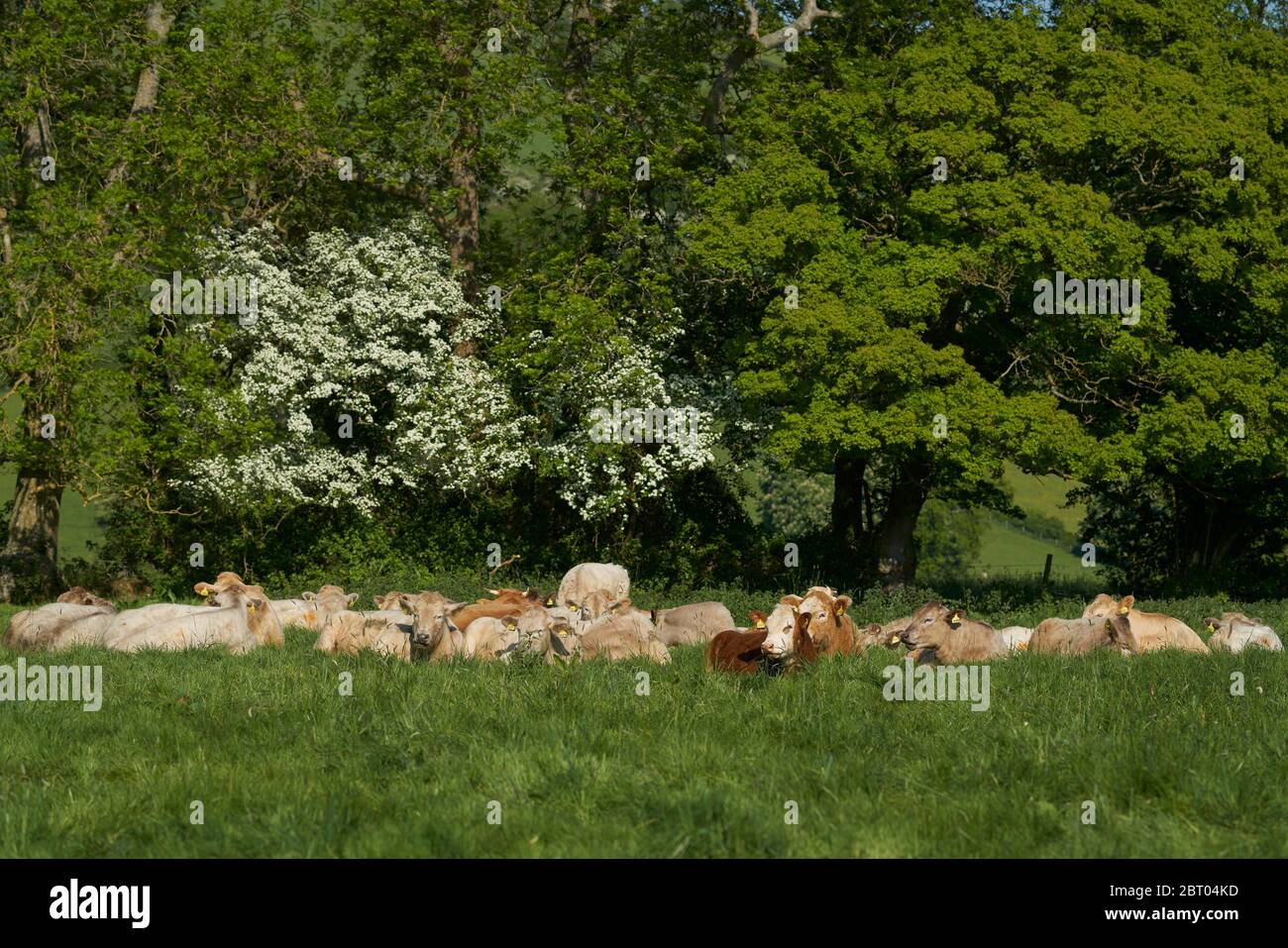 Valley spring bath somerset hi-res stock photography and images - Alamy