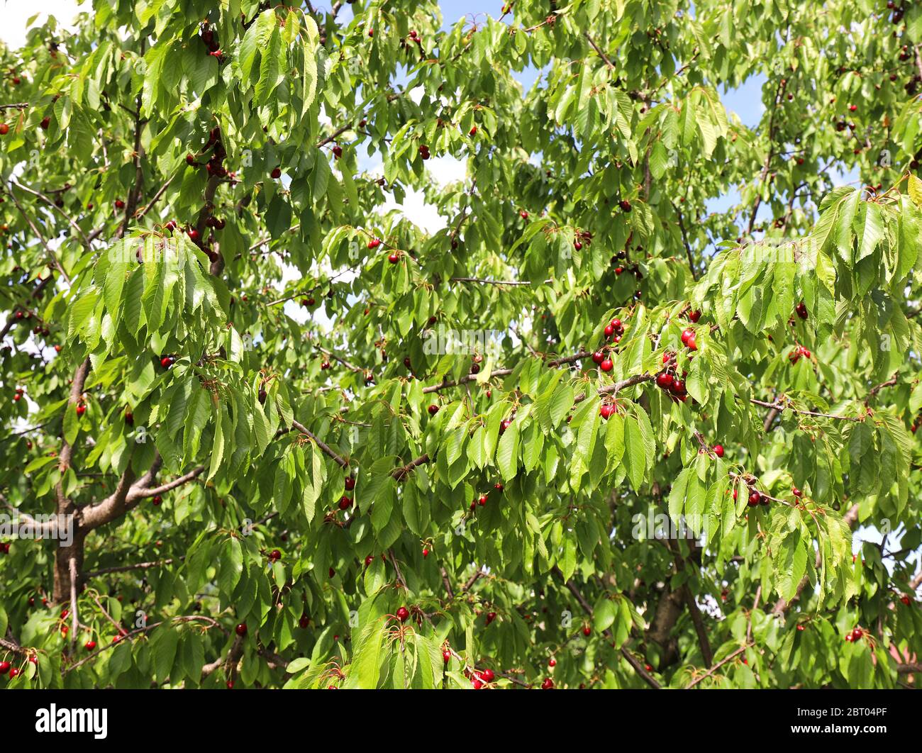 Tree of cherry with branches full of many ripe red cherries ready for ...