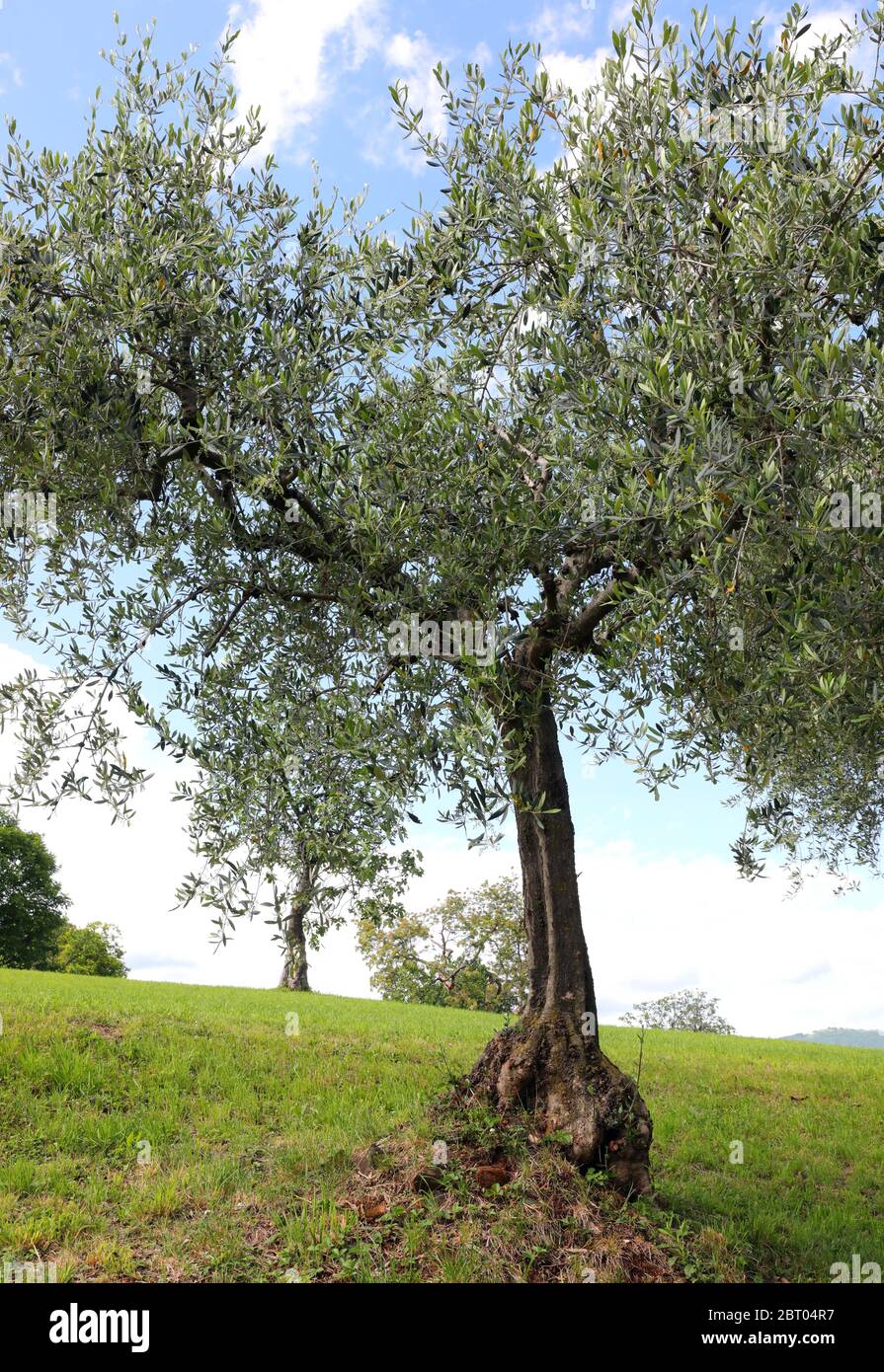 Olive tree puglia italia hi-res stock photography and images - Alamy