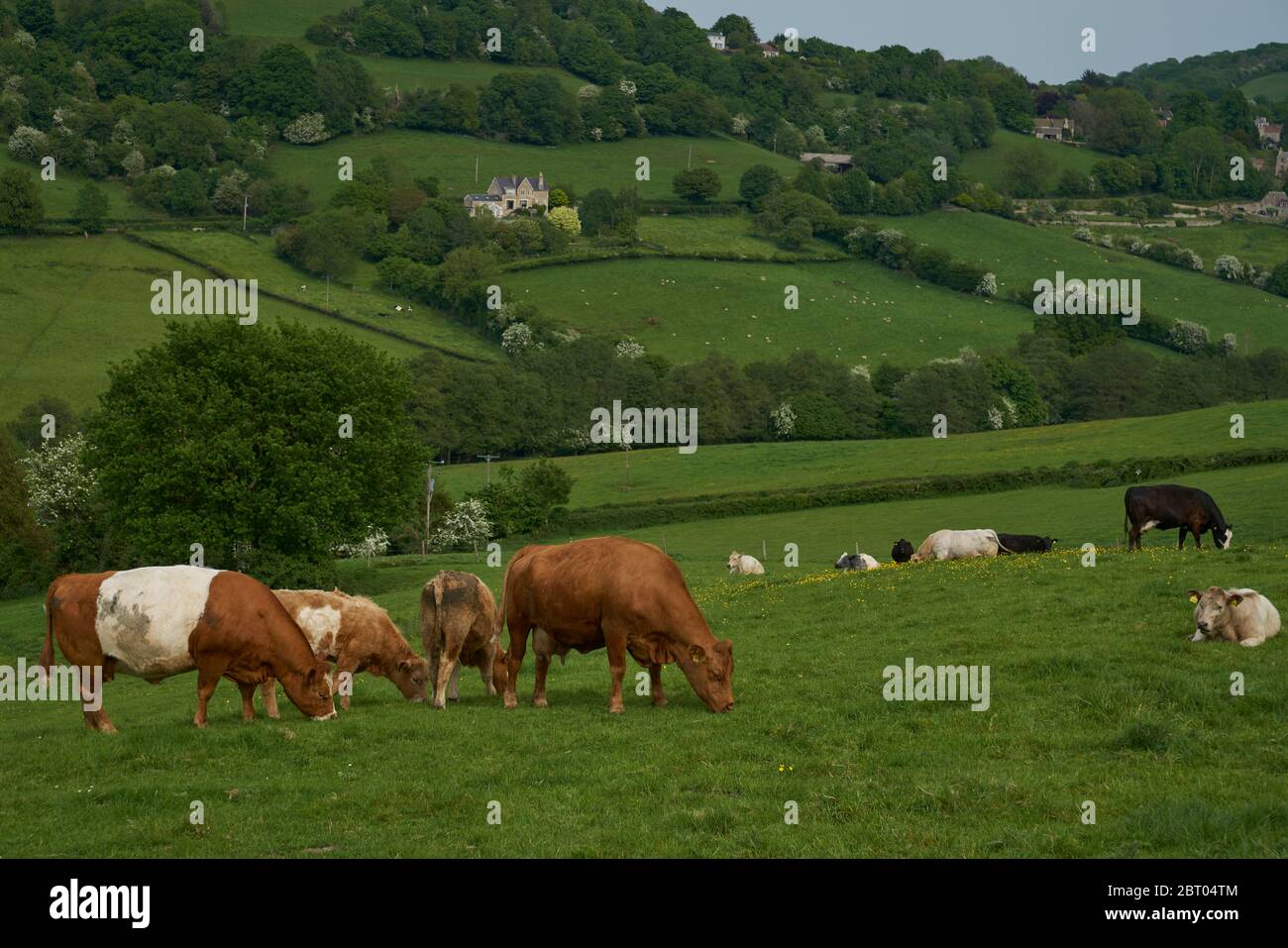 Cattle in lush green fields of the Woolley Valley, an Area of ...