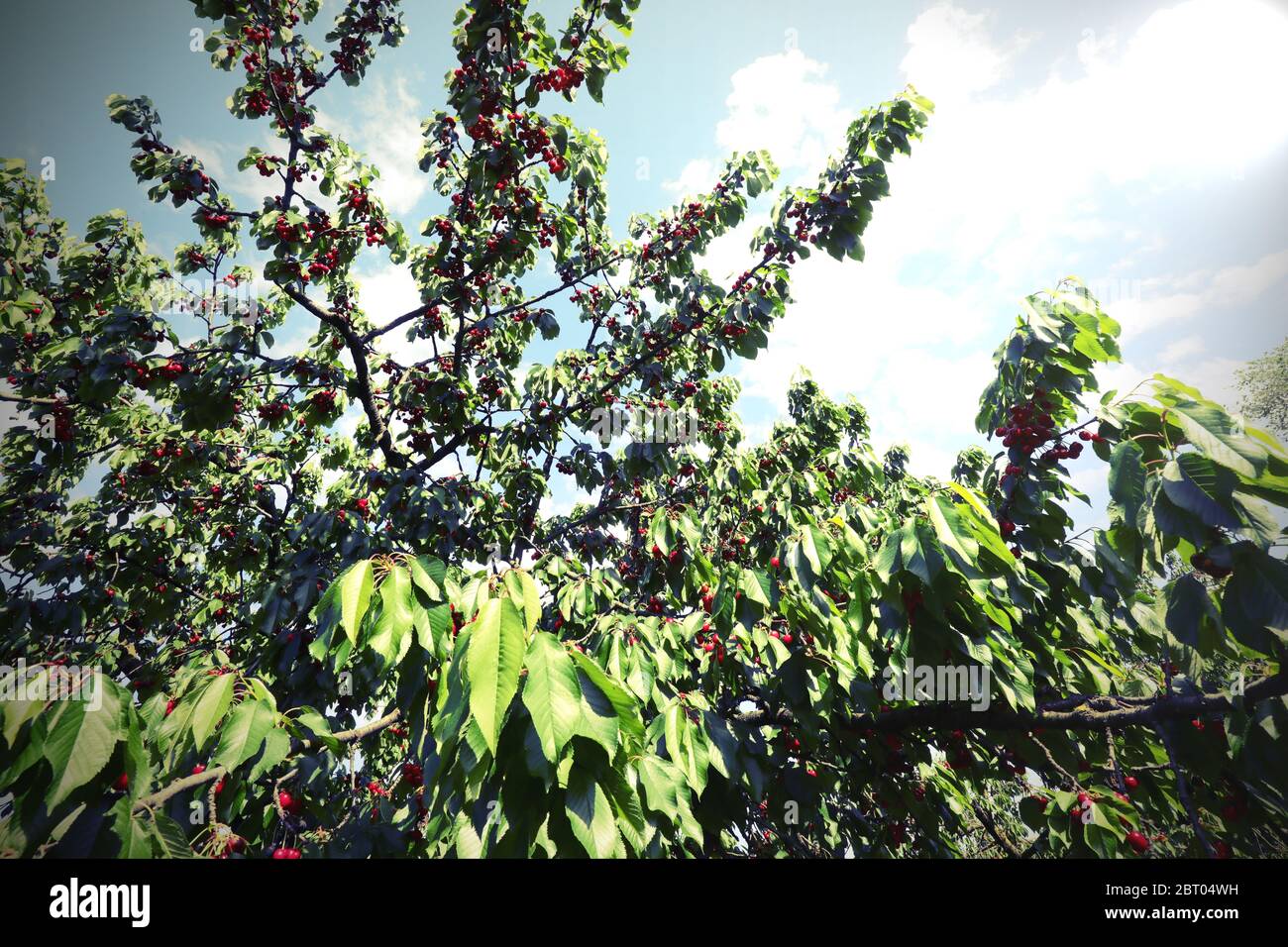 large cherry tree with red cherries ready for harvesting in spring with ...