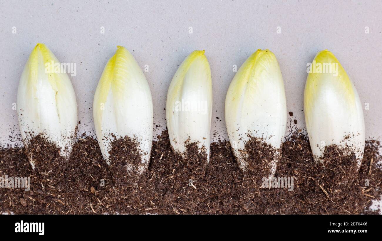 Fresh chicory on a light gray background Stock Photo - Alamy