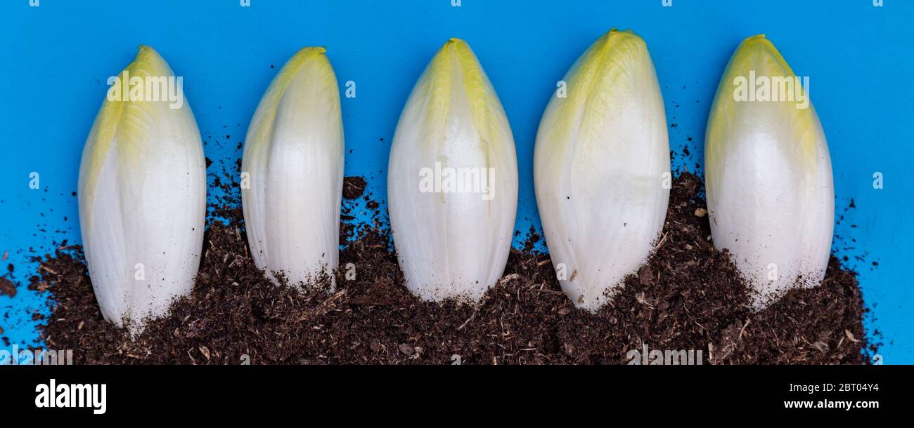 Fresh chicory on a clear blue background Stock Photo - Alamy