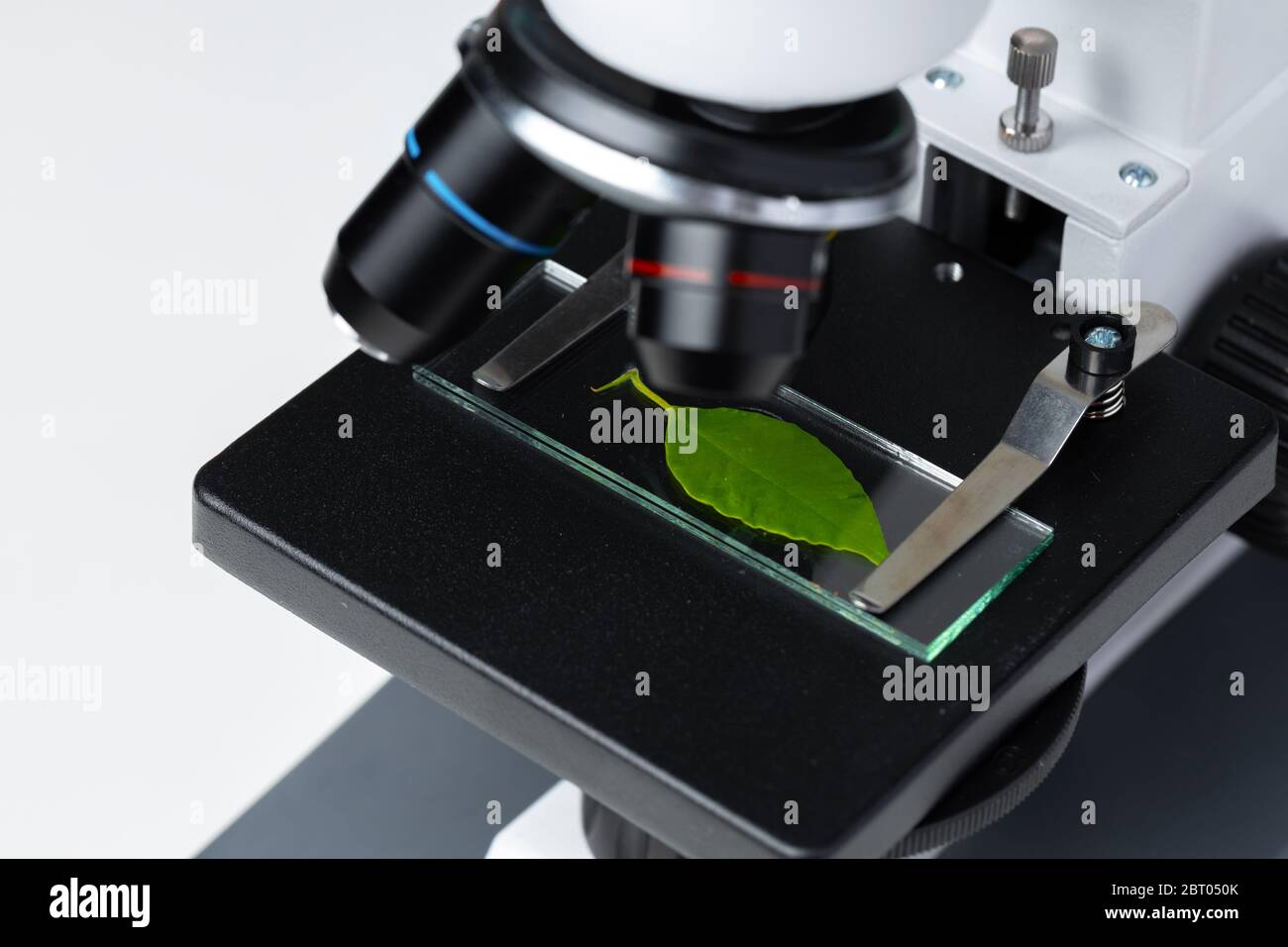 Close up of a plant leaf on a glass slide in a microscope ...