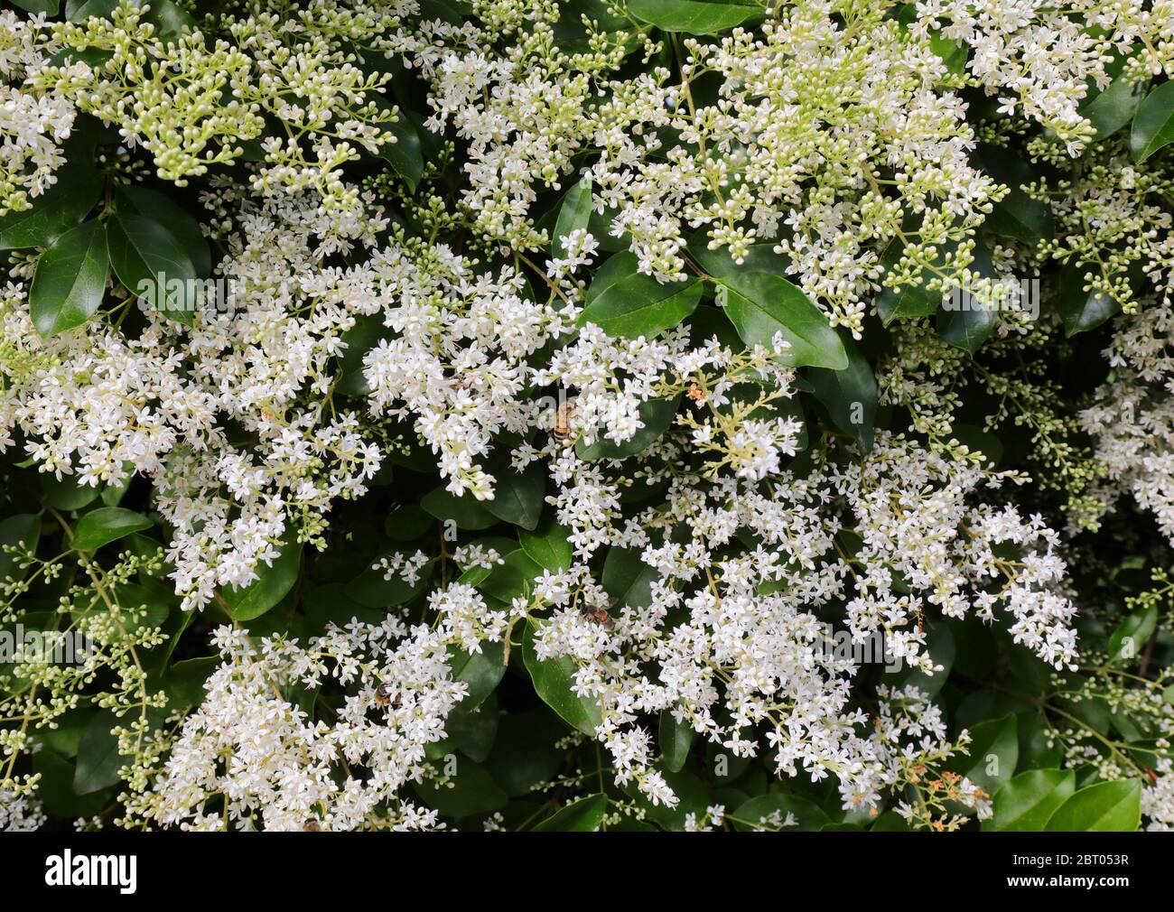 Small leaf privet hi-res stock photography and images - Alamy