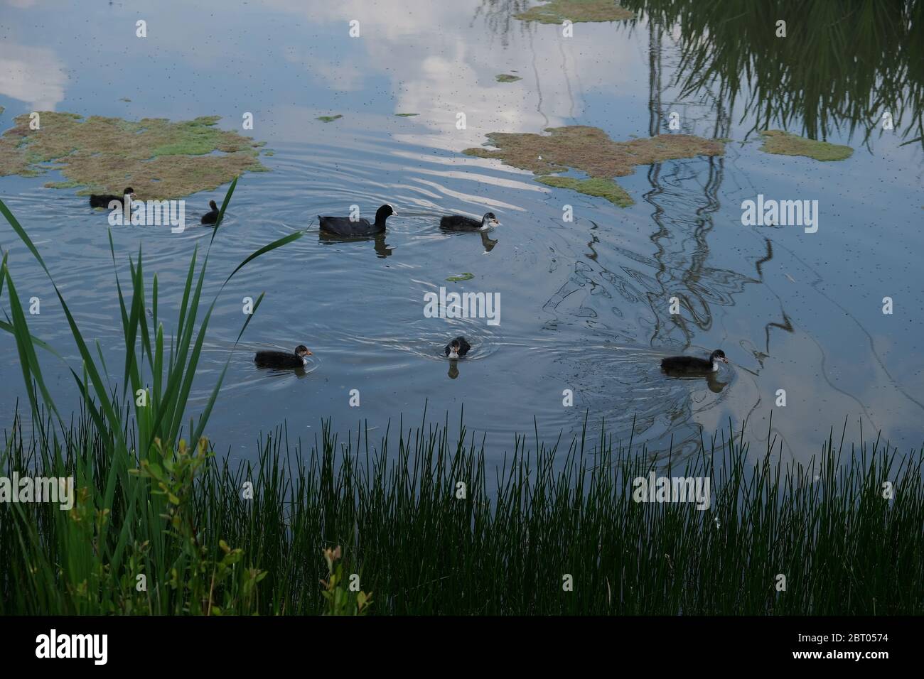 Coot in a pond hi-res stock photography and images - Alamy