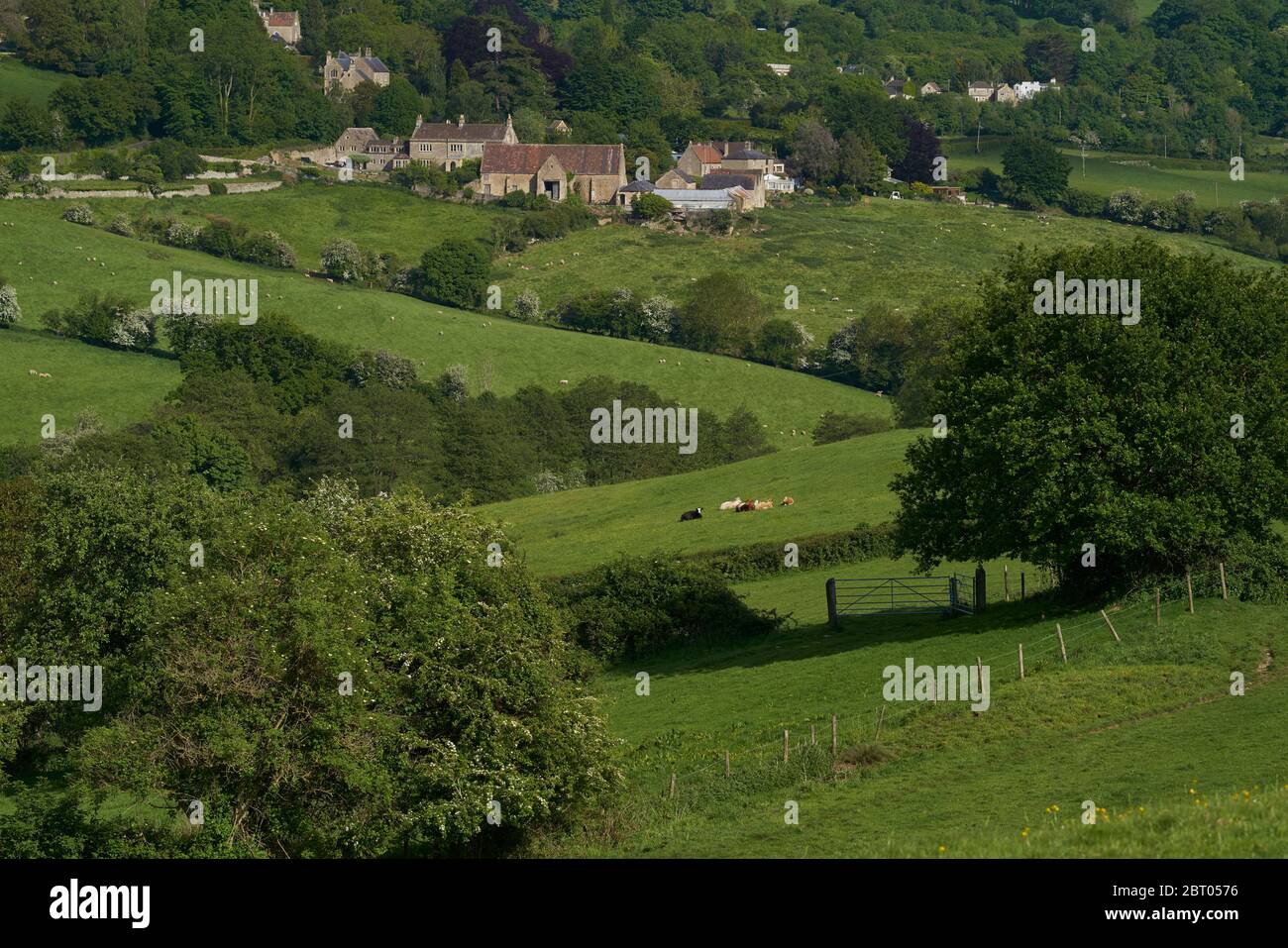 Cattle in lush green fields of the Woolley Valley, an Area of ...