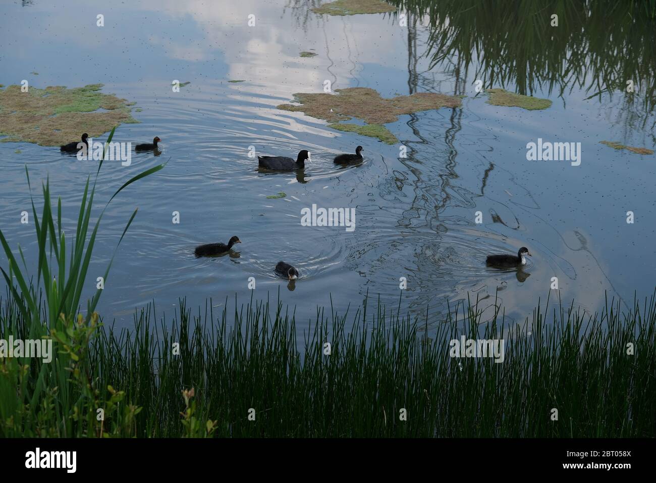 Little coots in a pond Stock Photo - Alamy