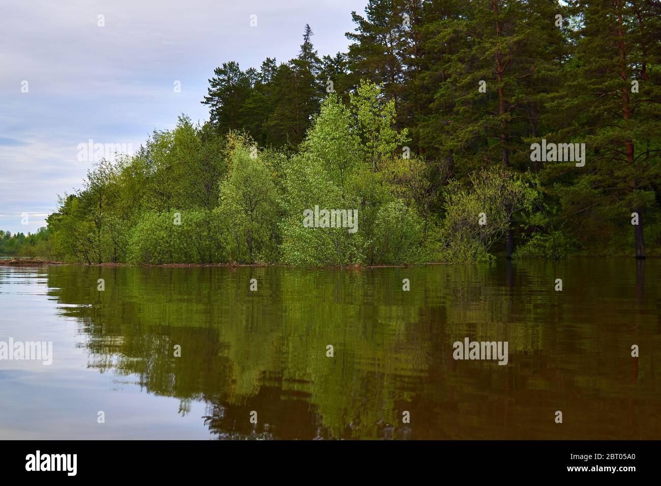 wooded river floodplain flooded during spring high water Stock Photo ...