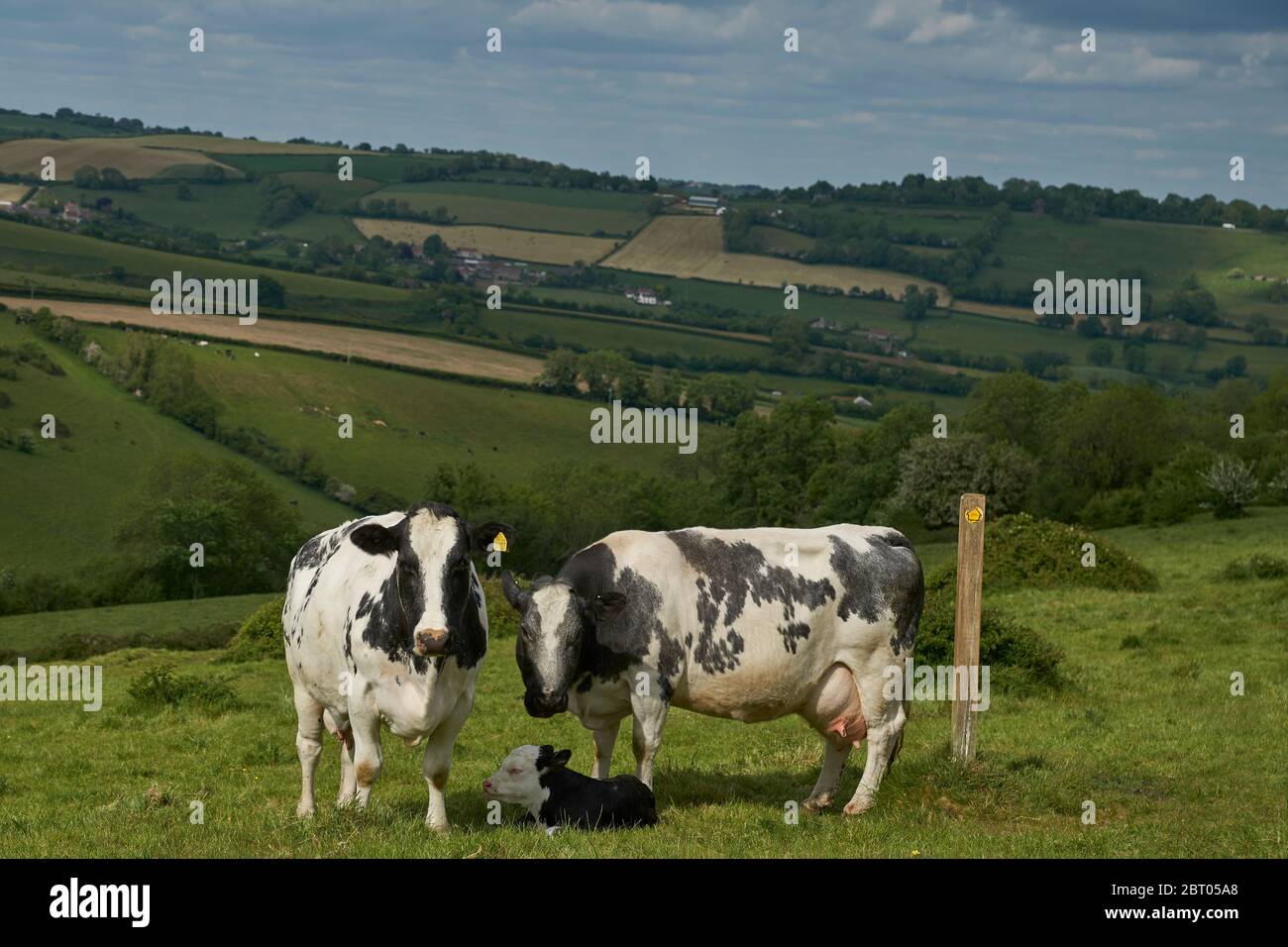 Cattle in lush green fields of the Woolley Valley, an Area of ...