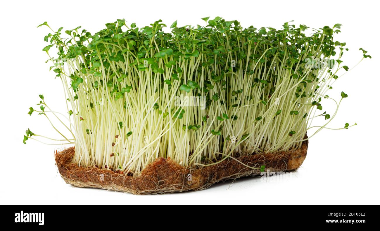 Micro green sprouts of watercress salad isolated on white Stock Photo ...